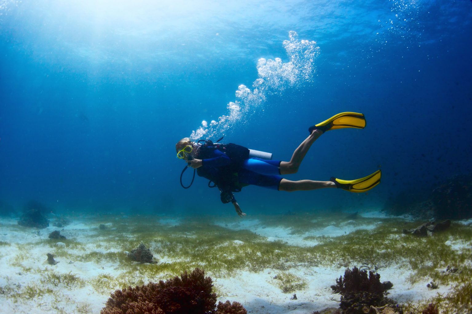 Do I Have to Scuba Dive to Be a Marine Biologist? Here’s the Scoop ...