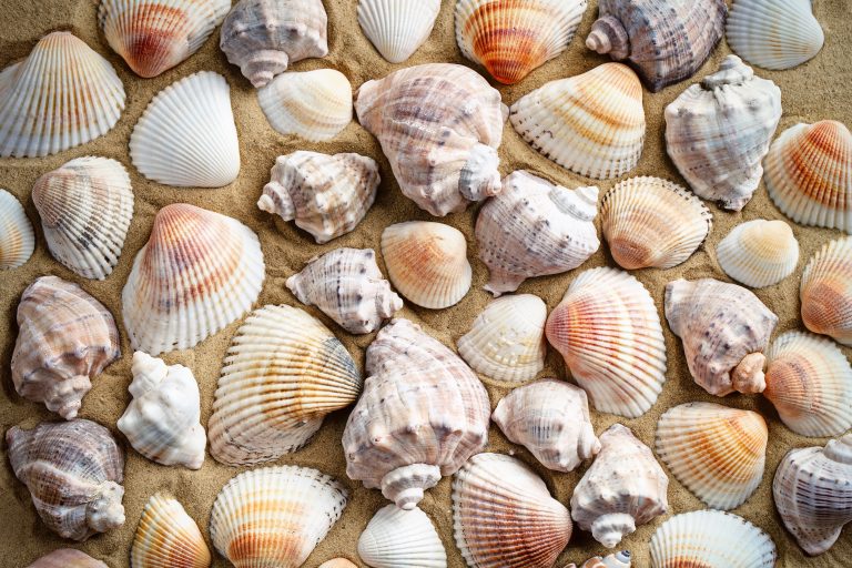 Here’s Why You Should Leave Seashells on the Beaches: Respecting Nature ...