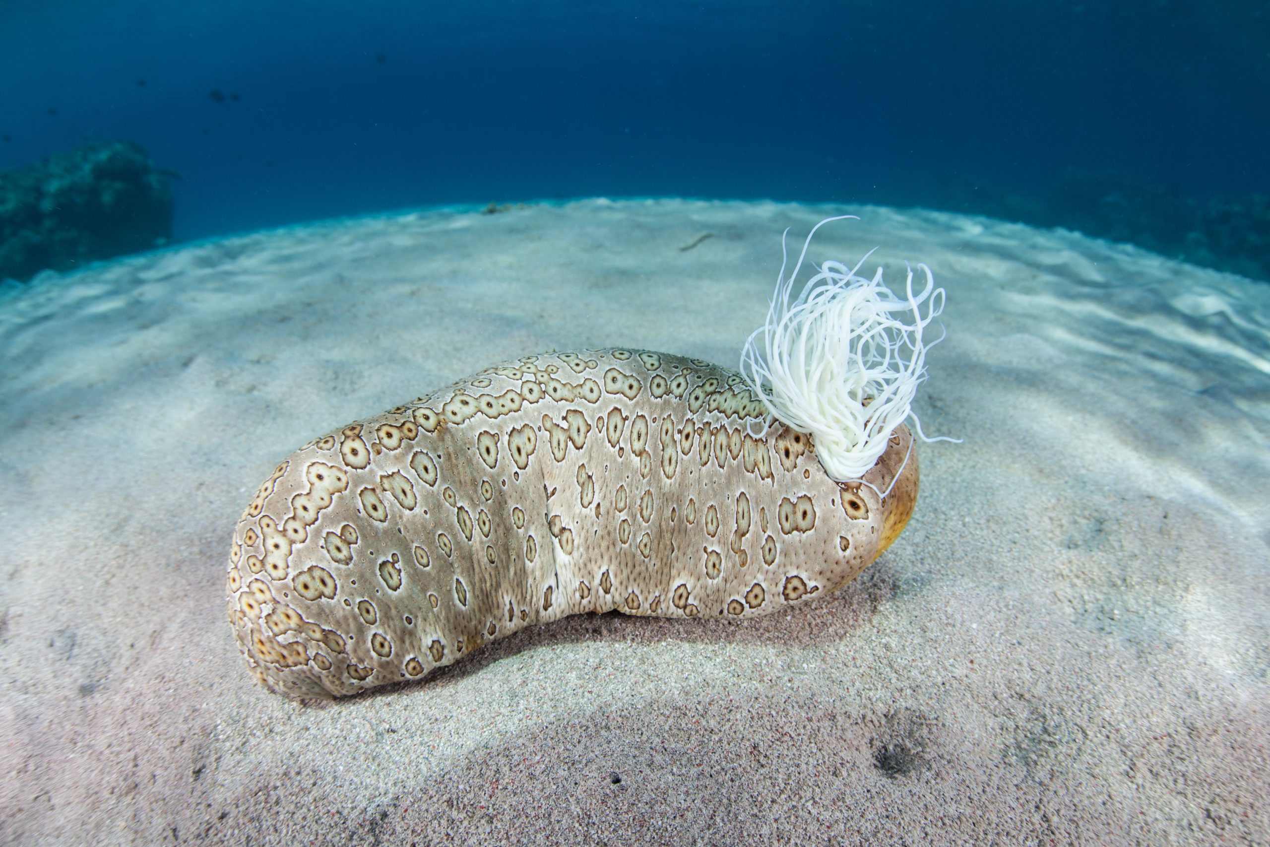 Coral Reef Recovery: Sea Cucumbers’ Secret Superpower – Mars Network