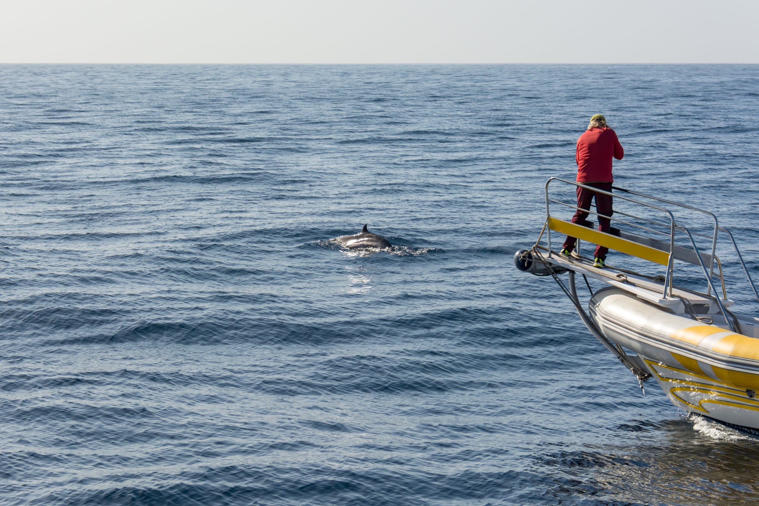 So You Think You Want to Be a Marine Biologist: A Fun Dive into the Job ...
