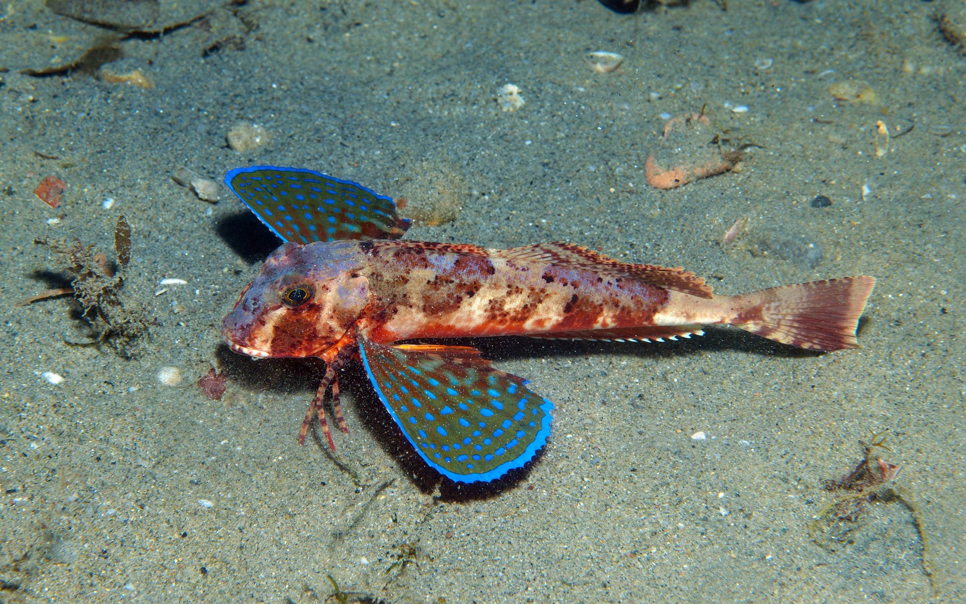 What Do Marine Biologists Do: Exploring Ocean Life Every Day – Mars Network